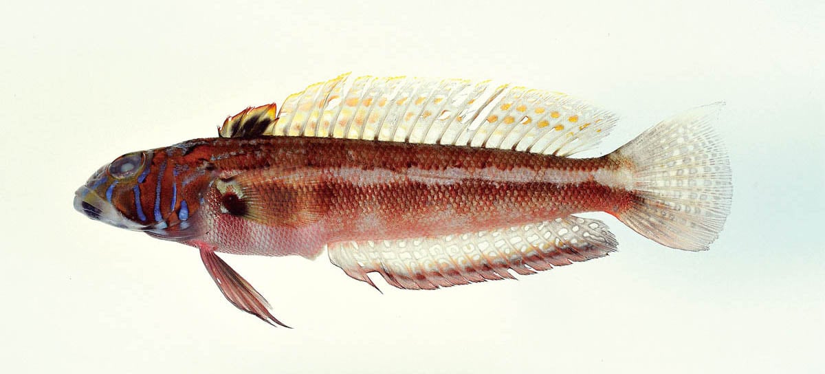 カワハギの仲間とよく釣れるゲストたち その3（最終回）