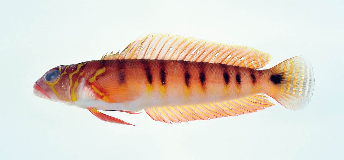 カワハギの仲間とよく釣れるゲストたち その3（最終回）