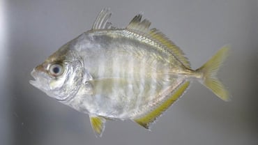 アジ科の魚図鑑 その3 (最終回)～アジとつかないアジの仲間～