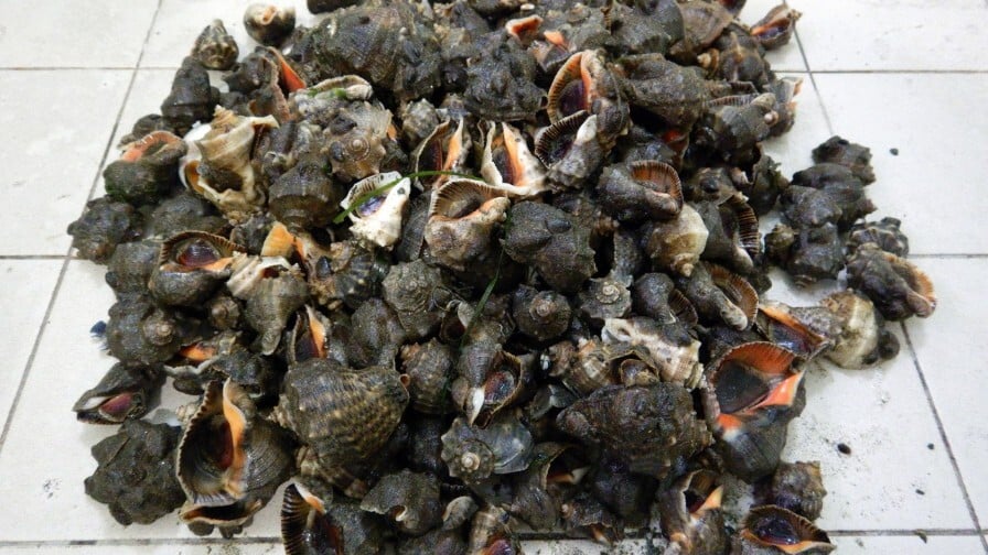 潮干狩りで見つかる巻貝「アカニシ貝」とは？取り方と美味しい食べ方