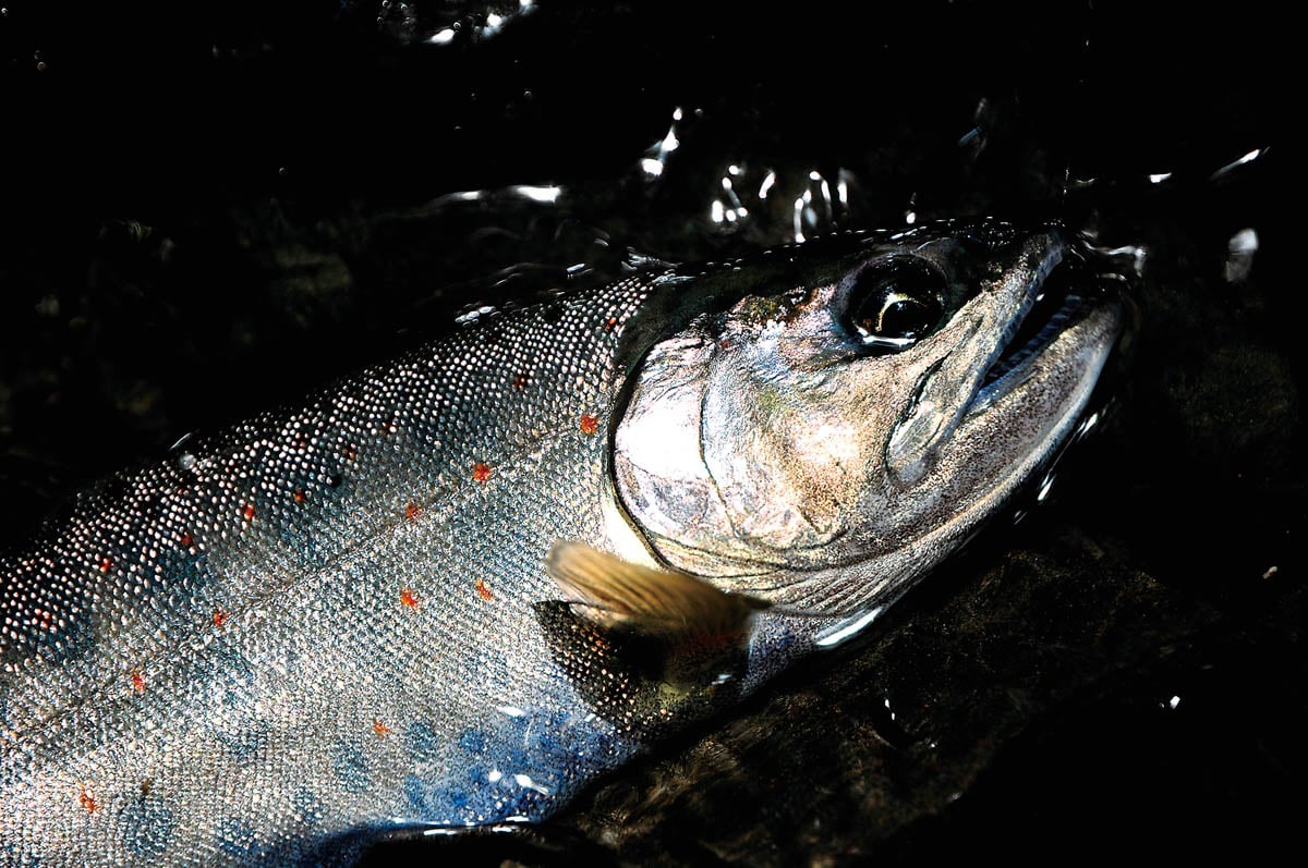 アマゴ釣りおすすめ渓流ベスト5 静岡県・大井川／月刊『つり人』編集部が選ぶ！